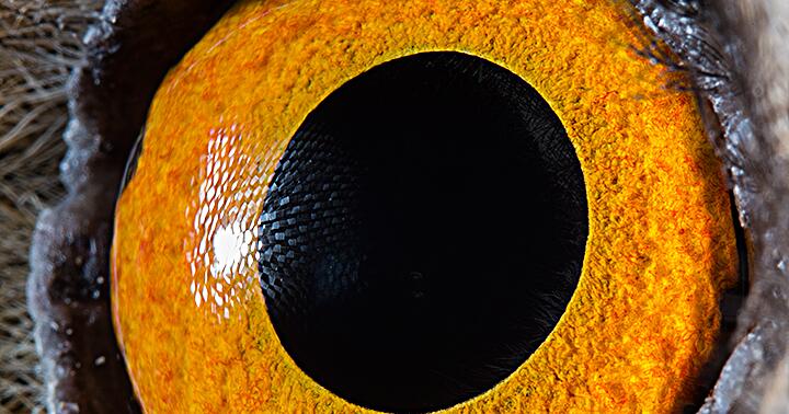 Faszinierende Nahaufnahmen: So sehen Tieraugen im Detail aus | GMX.CH