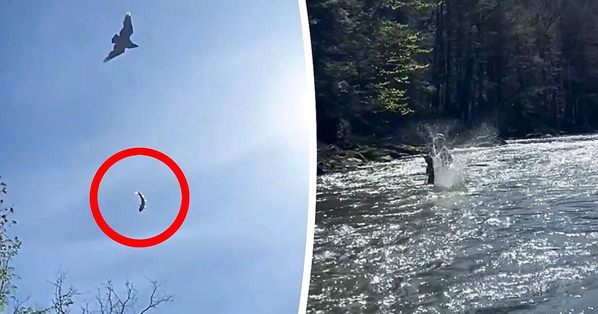Adler lässt Fang direkt neben Angler in Fluss fallen - Video | GMX.CH