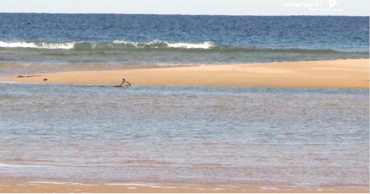 Känguru nimmt ein Bad im Meer | GMX.CH