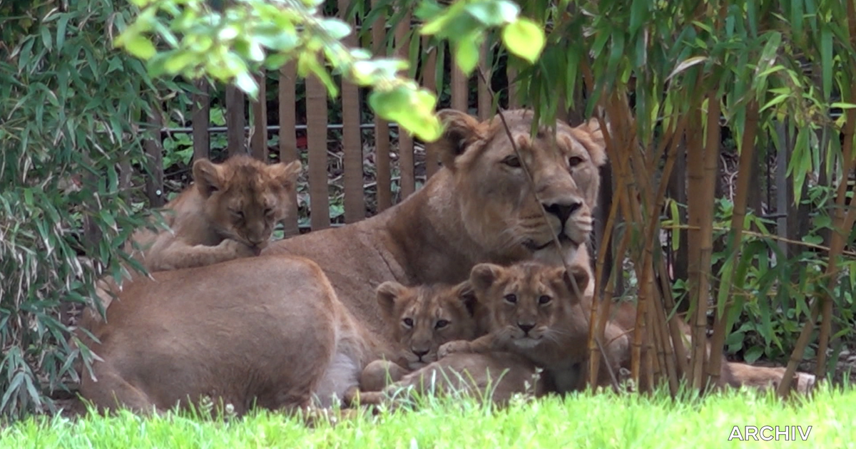 Ari kytsya feet joi the enchanting Latina definitely