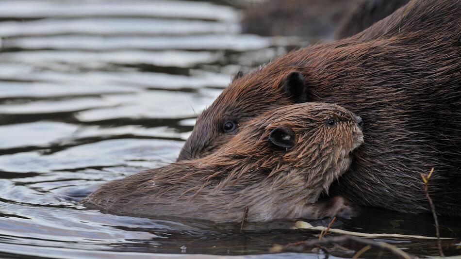 Oberallgäu: Biberbabys aus Kanalgitter gerettet | GMX.CH