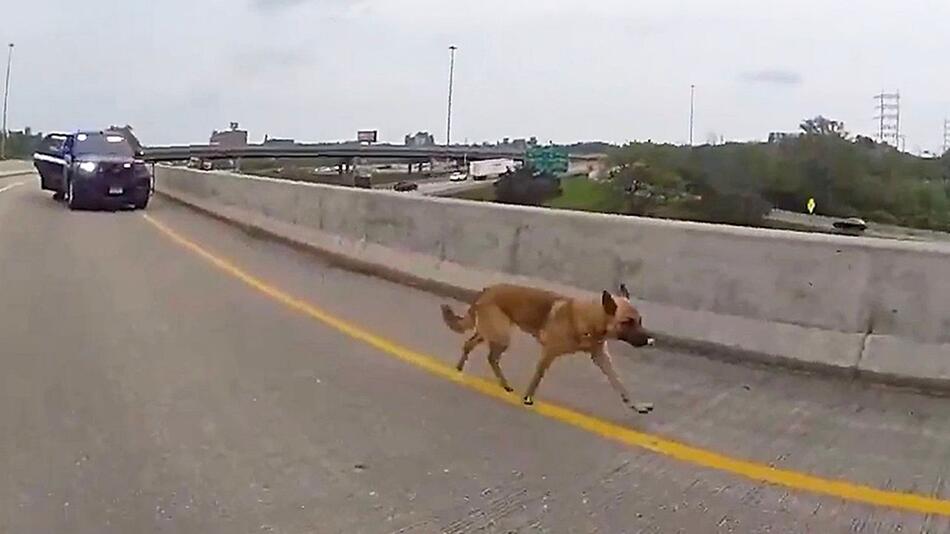 Entlaufener Hund flüchtet auf Highway vor Polizei - Video | GMX.CH
