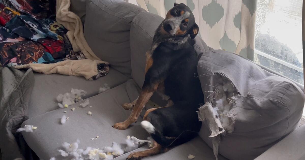 Hündin "Princess Tsunami" macht ihrem Namen alle Ehre - Video | GMX.CH