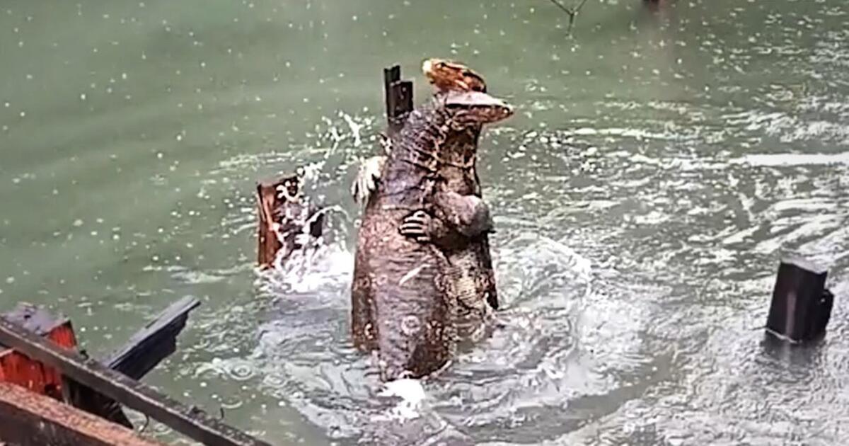 Gigantische Warane legen sich in Teich miteinander an - Video | GMX.CH