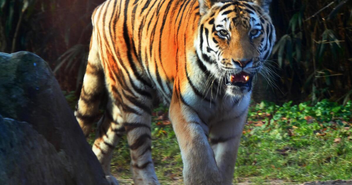 New York: Tiger im Bronx Zoo positiv auf das Coronavirus getestet | GMX.CH