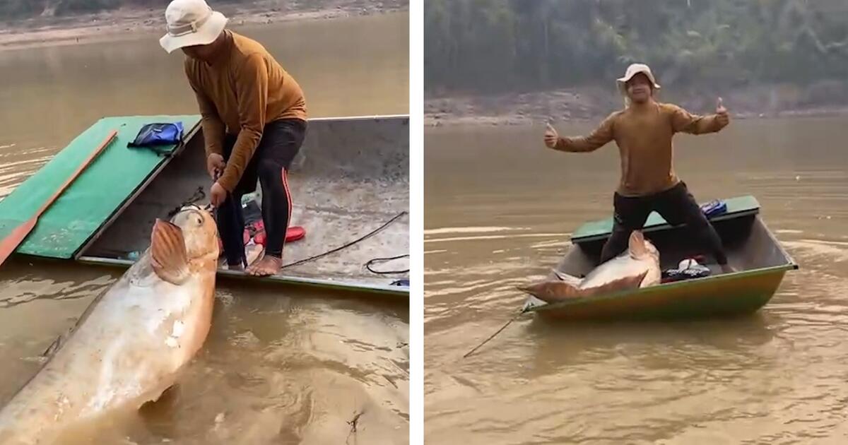 Grösser als er selbst: Fischer zieht gewaltigen Fisch aus dem Wasser ...