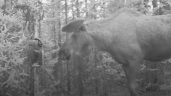 Elch kommt mit seinem eigenem Spiegelbild nicht klar - Video | GMX.CH